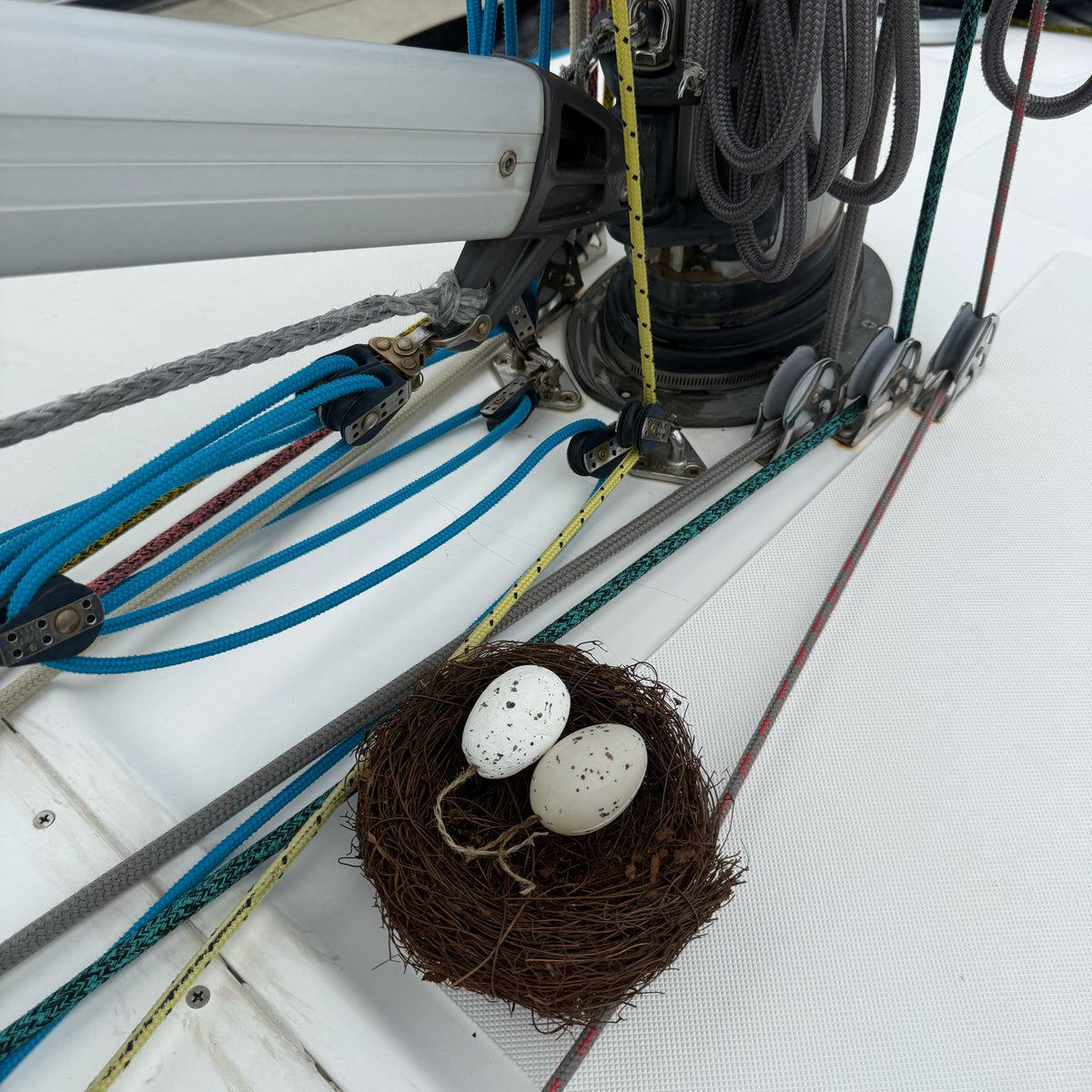 The Science Behind Our Seagull Prevention Method – feckoffbirds